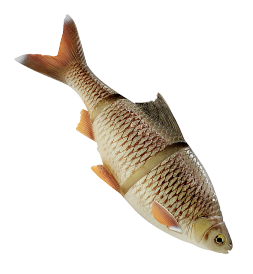 Savage Gear 4D Line Thru Roach 32cm 420g Giant shad for pike trolling ...